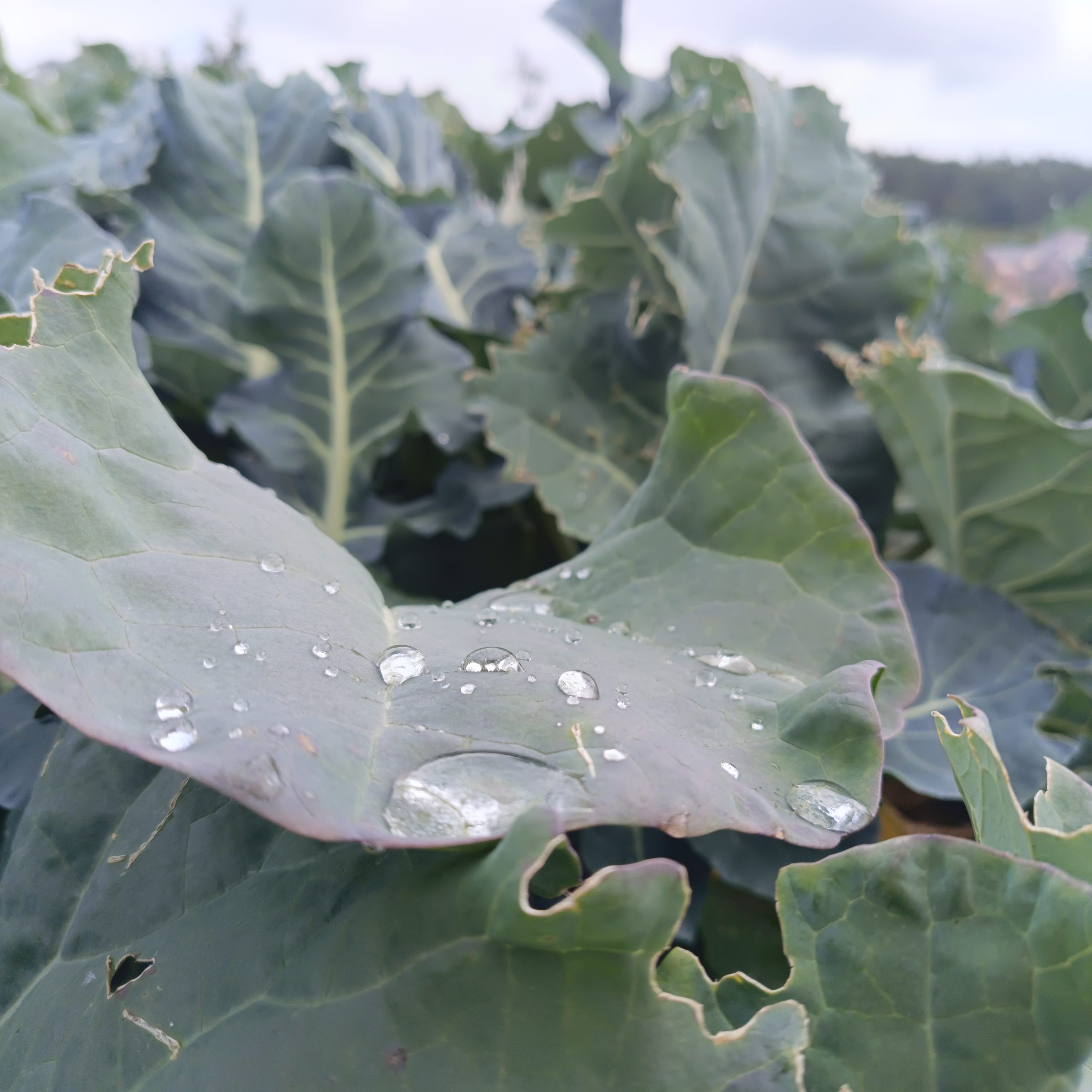 Picking Without Freedom: The Struggle of Seasonal Workers – Scottish ...